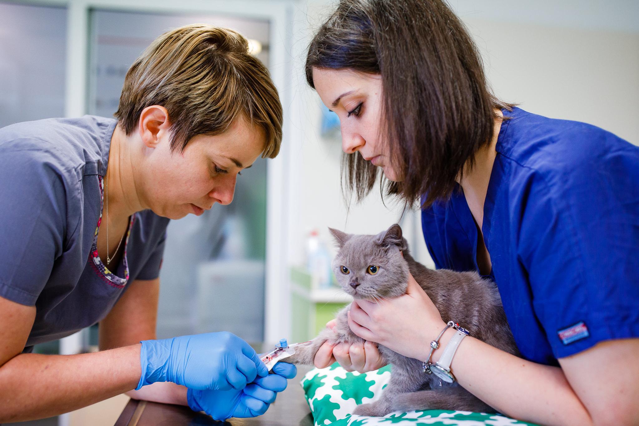 TRATAMENTUL CU CITOSTATICE IN CANCER LA CAINE SI PISICA - OncoVet